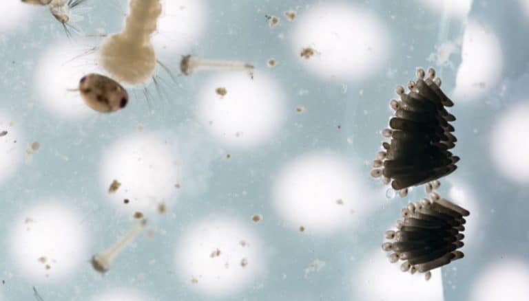 Destroy Mosquito Eggs In Pool In 8 Easy Steps