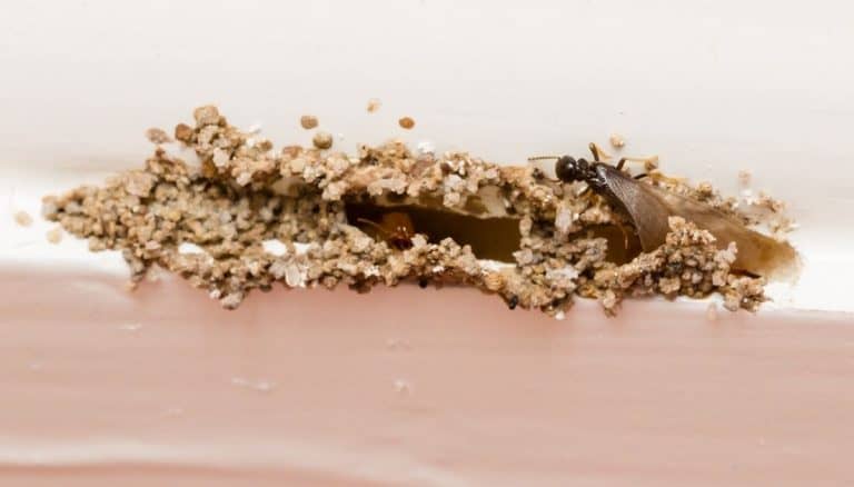 7 Signs Of Termites In Walls That You Should NEVER Ignore