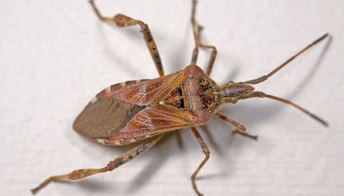 9 Bugs That Look Like Kissing Bugs (With Pictures)