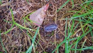 Pill Bugs In The House? The #1 Bug Mystery Explained