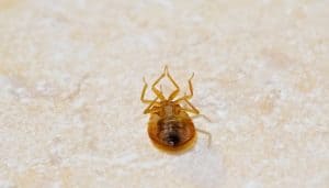 9 Winter Bugs That Bite - Updated Guide For 2025