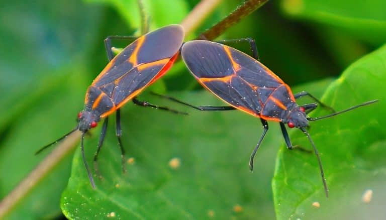 9 Winter Bugs That Bite - Updated Guide For 2025
