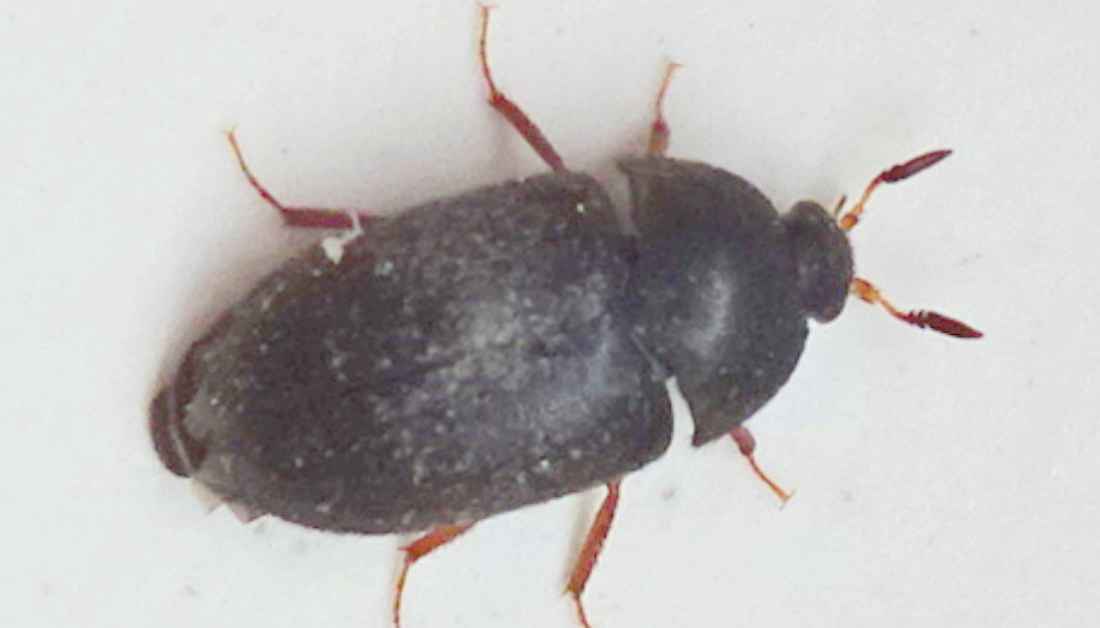 21 Common House Bugs