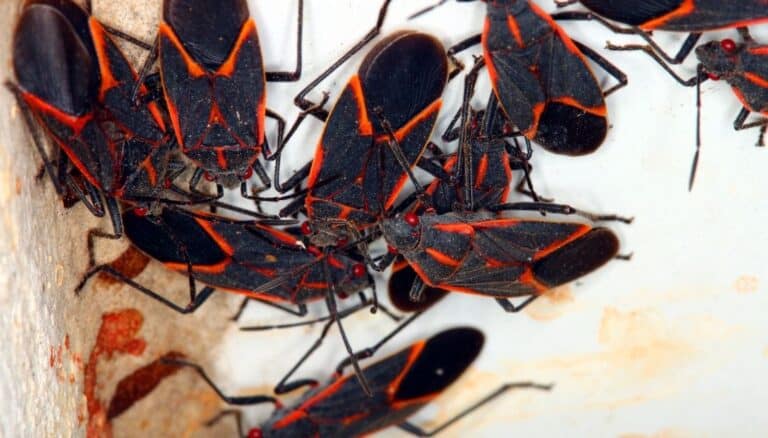 6 Red And Black Bugs In Arizona Homes And Yards