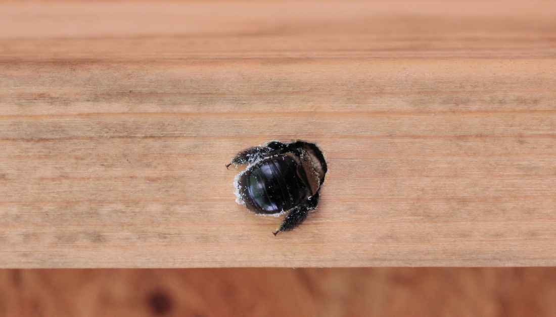 9 Tiny Black Bugs In Houses Near Windows
