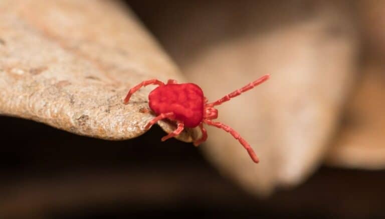 How Do Mites Get In Your House? Find Out The 4 Ways, Now