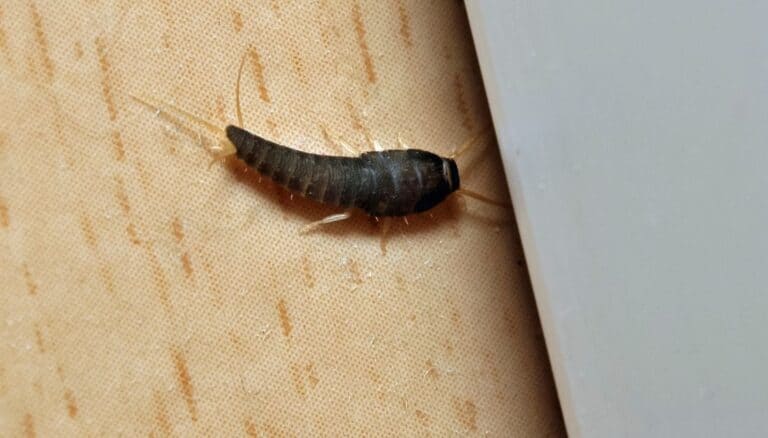 7 Long Skinny Black Bugs In House [One Looks Scary]