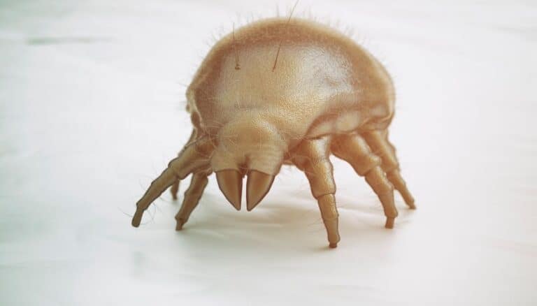 How Do Mites Get In Your House? Find Out The 4 Ways, Now