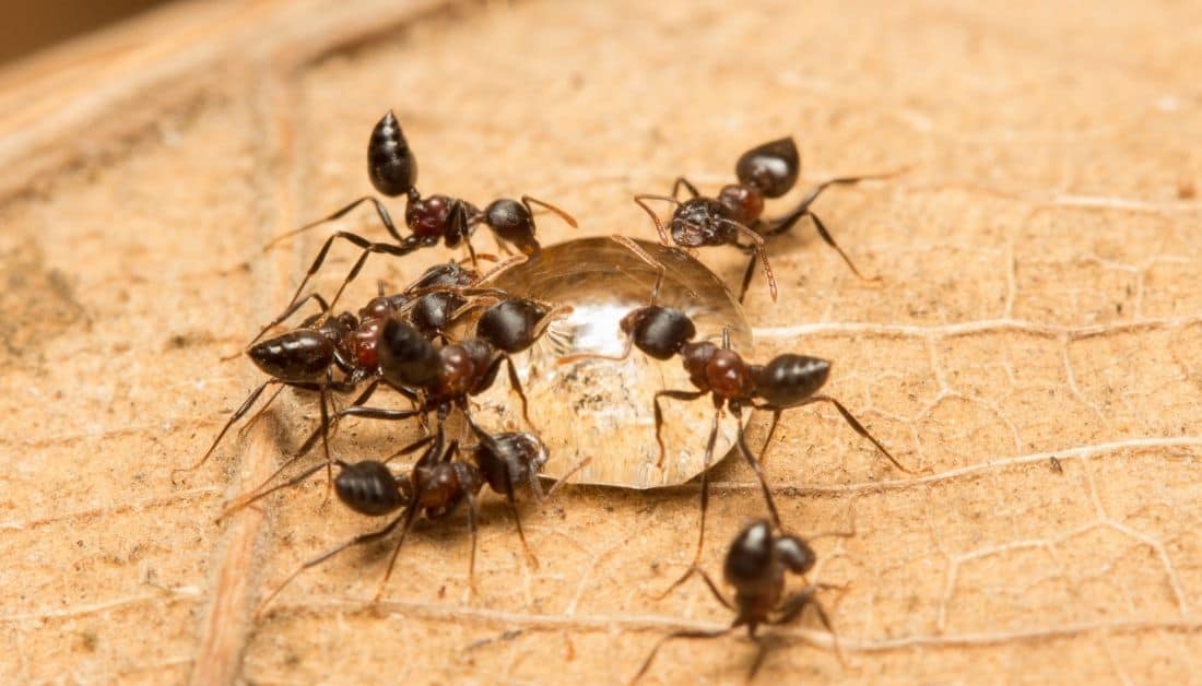 5 House Ants That Bite [One Of Them Makes Your Skin Burn]