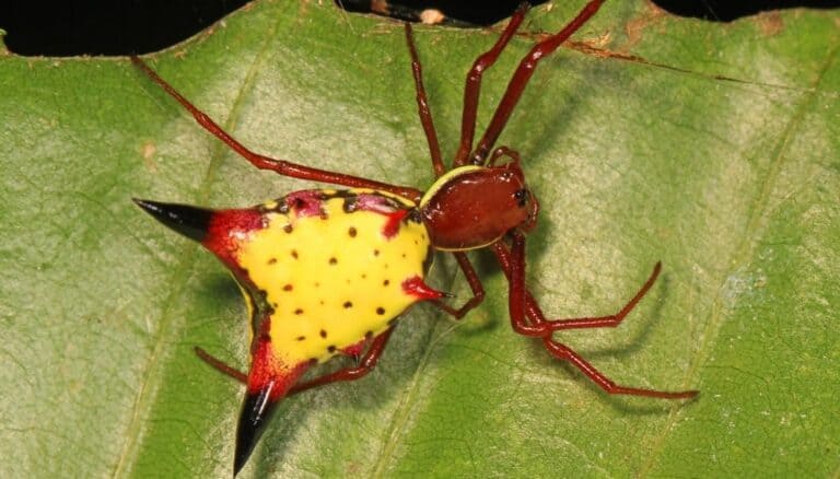 7 Red Spiders In Texas (PICTURES INCLUDED)
