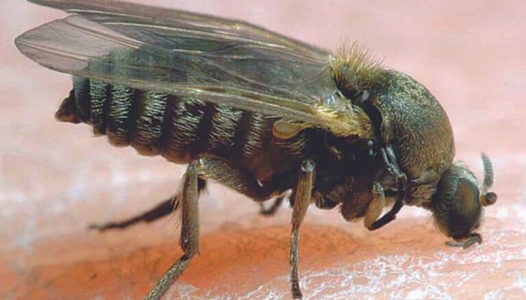 What Are Tiny Black Flying Bugs That Bite