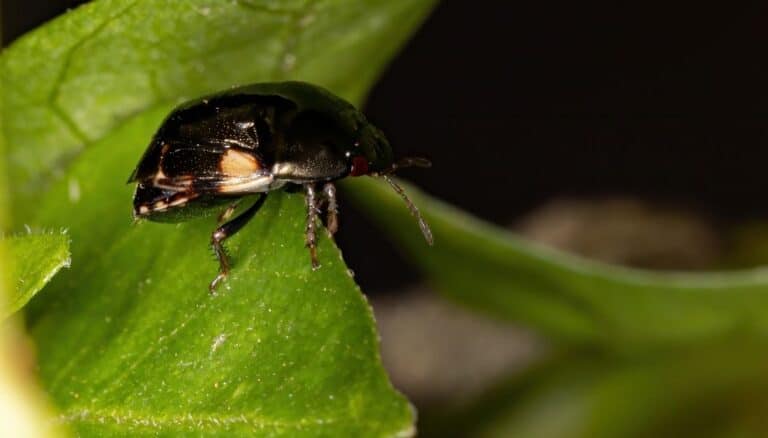 8 Little Black Round Bugs That Sneak Inside Homes