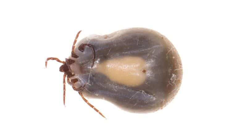 8 Little Black Round Bugs That Sneak Inside Homes