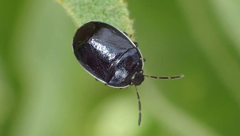 8 Little Black Round Bugs That Sneak Inside Homes