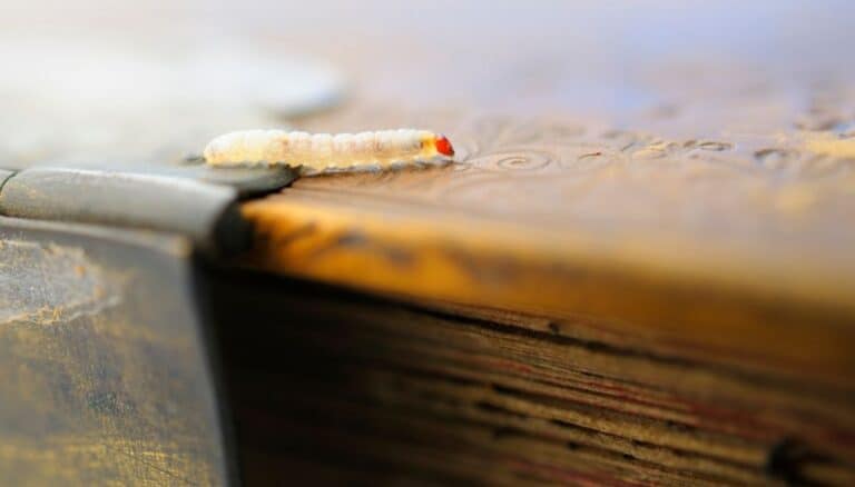 5 Bugs That Eat Books And Paper