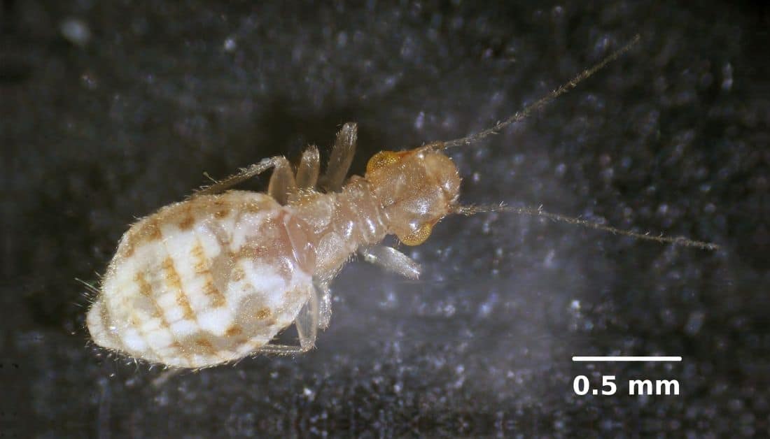 These 5 Tiny Bugs In Shower Grout Secretly Infest Your Bathroom