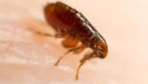 Can Fleas Travel On Clothes? And 9 Questions On Fleas, Answered!