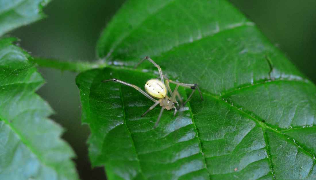 9 Unexpected White Spiders In The House