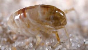 9 Tiny Bugs In The Sandbox And How To Get Rid Of Them, Forever