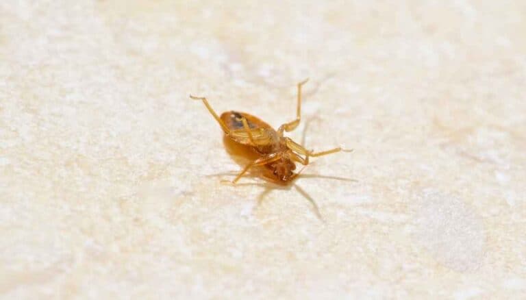 Finding Dead Bed Bugs? Find Out Why