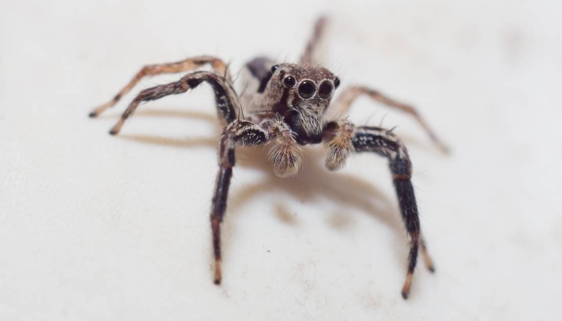 Why There Are Spiders In Your House In The Summer
