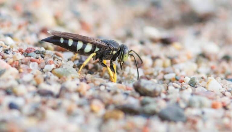 9 Tiny Bugs In The Sandbox And How To Get Rid Of Them, Forever