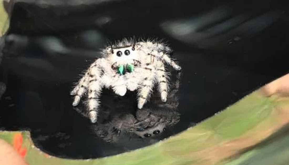 9 Unexpected White Spiders In The House