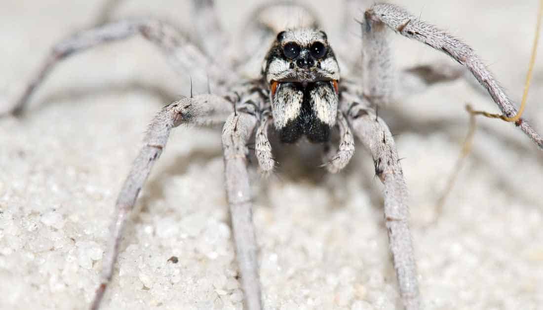 9 Unexpected White Spiders In The House