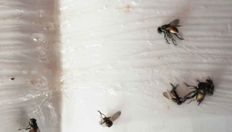 Suddenly Lots Of Dead Flies In House? They Are Cluster Flies
