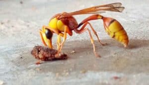 Here's Why Your Car Attracts Wasps - 5 Reasons You Never Knew