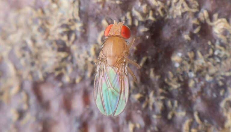 21 Tiny Bugs On Walls And Ceiling That You Must Get Rid Of