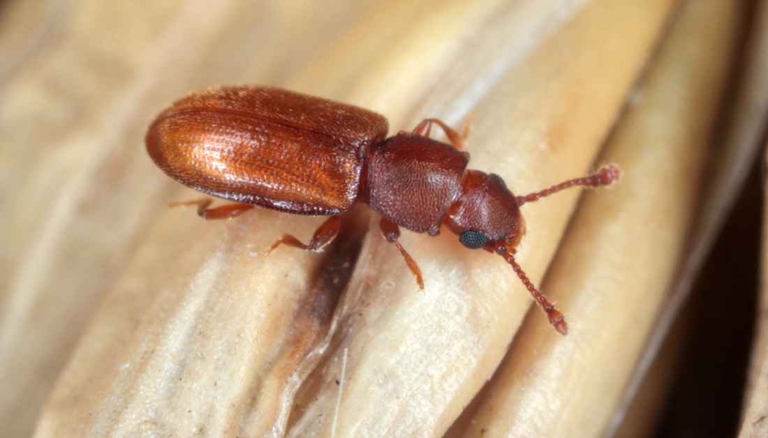 15 Tiny Moisture Bugs That Invade Homes