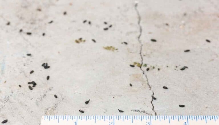 Mouse Droppings - A Concise Identification And Treatment Guide