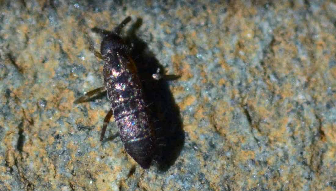 21 Tiny Bugs On Walls And Ceiling That You Must Get Rid Of