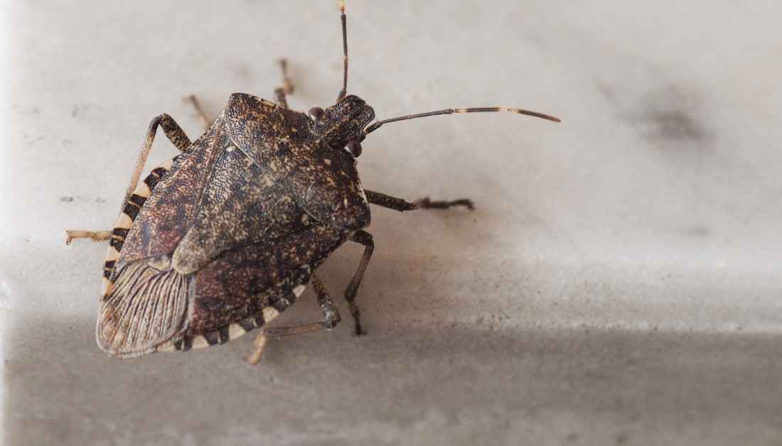 21 Tiny Bugs On Walls And Ceiling That You Must Get Rid Of