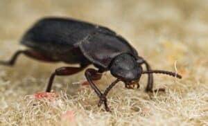 5 Tiny Black Beetles In The House (And How To Quickly Get Rid Of Them ...