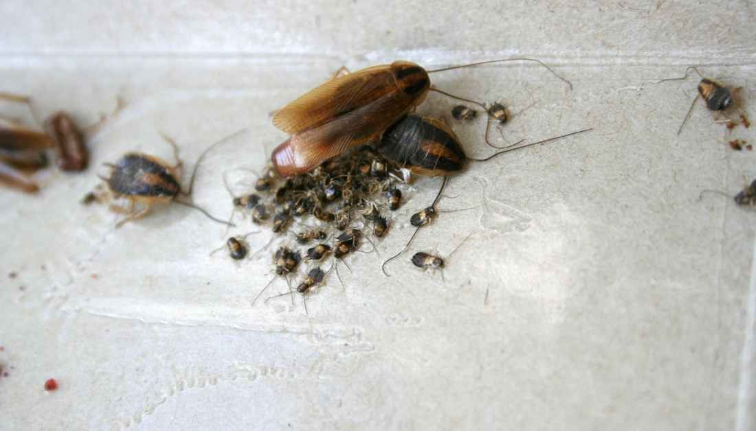 German Roaches In Cars - Get Rid Of Them In 7 (Easy) Steps