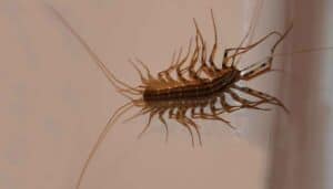 14 Common House Bugs In Michigan - 2023 Guide