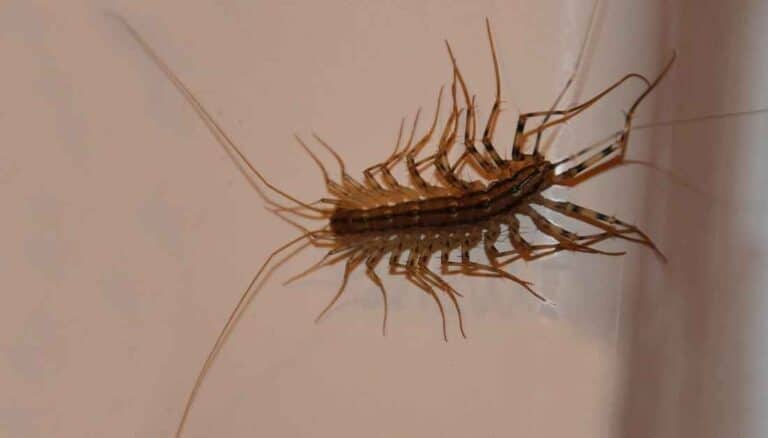 7 Tiny Shower Grout Bugs In Bathrooms