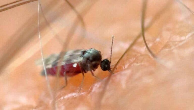 4 Jumping Bugs In Bed (2 Of Them Bite Hard)