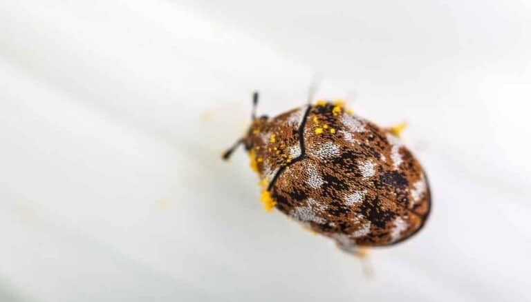 7 Beetles In Florida Homes (Pictures Included)
