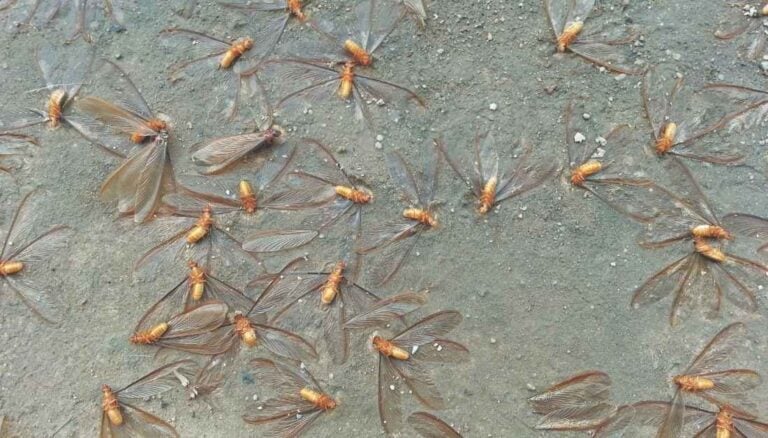 13 Tiny Flying Bugs Attracted To Light