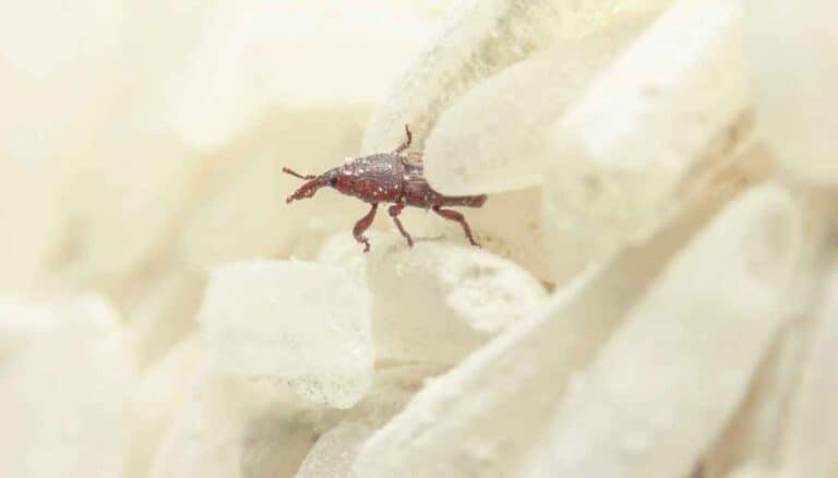 What Causes Bugs In Rice And How To Get Rid Of Rice Bugs