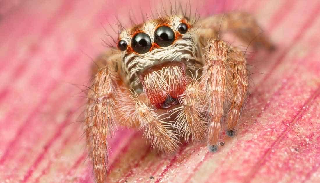 7 Tiny Brown Spiders That Invade Houses (Pictures Included)