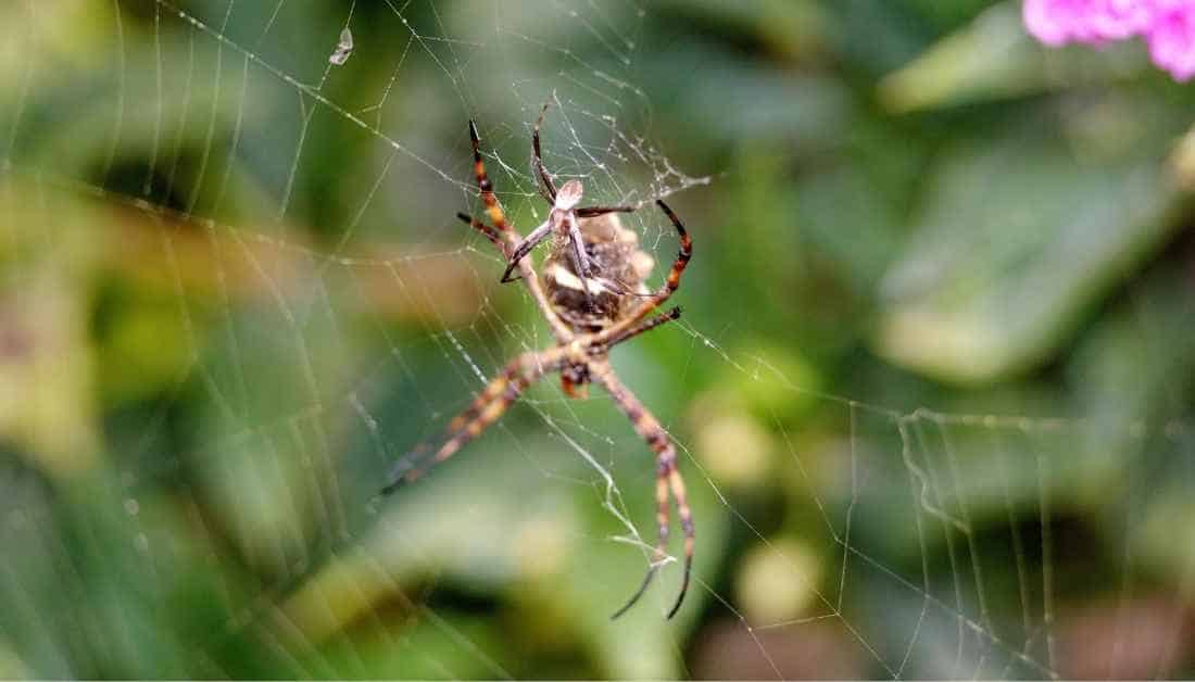 7 Tiny Brown Spiders That Invade Houses (Pictures Included)