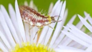 10 Tiny Gray Bugs That Look Like Dust (One Of Them Bites)