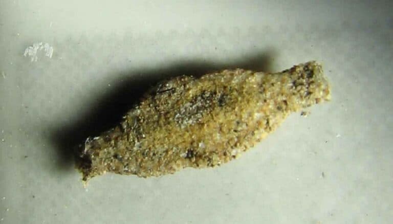 10 Tiny Gray Bugs That Look Like Dust One Of Them Bites 2810