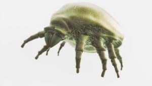 11 Tiny Brown Bugs In The Kitchen That Destroy Your Food