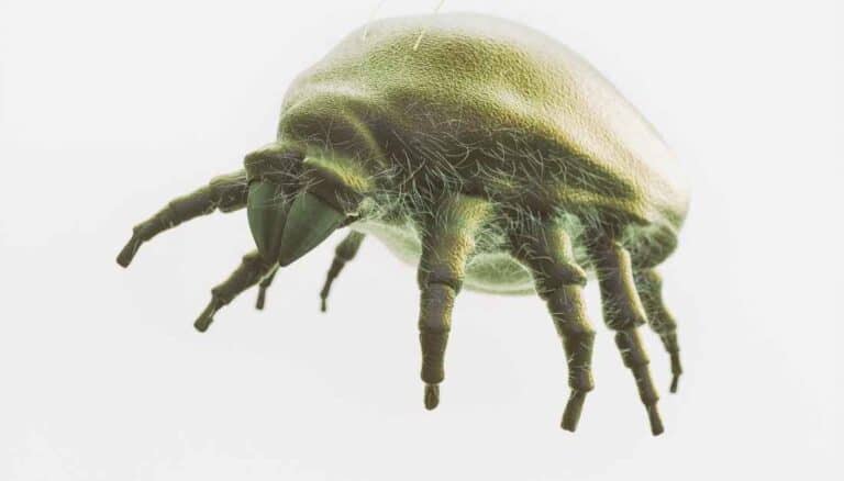 How To Get Rid Of Kitchen Mites