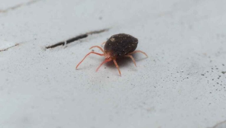 9 Tiny Black Bugs In Houses Near Windows